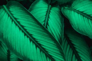 Taurus Color Palette: Colors That Complement Taurus | LeadByStars